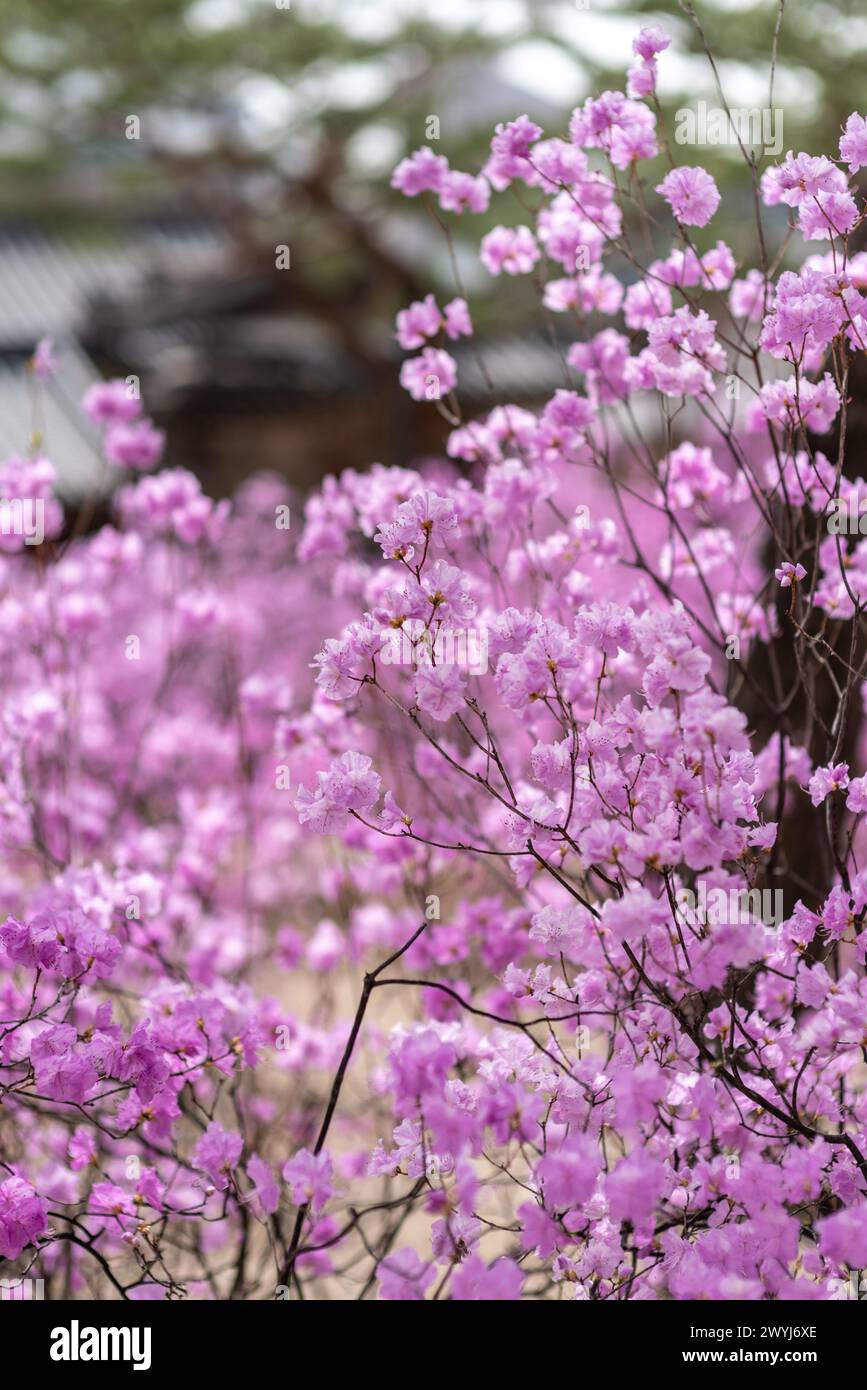 Rhododendron mucronulatum, Korean rhododendron rosebay Azalea shrub ...
