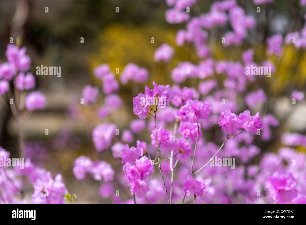 Rhododendron mucronulatum, Korean rhododendron rosebay Azalea shrub ...