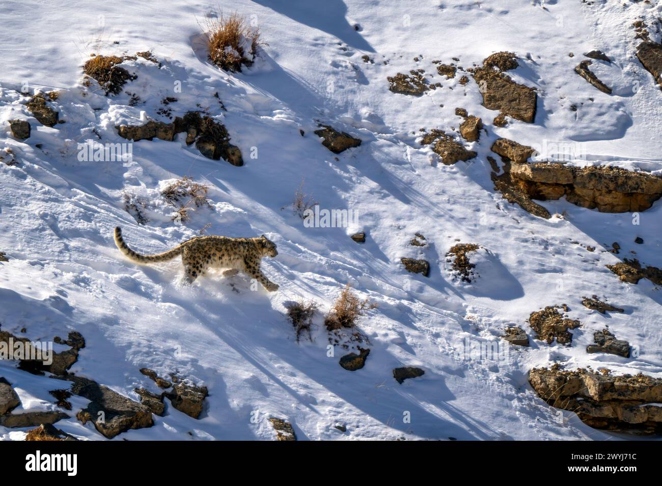 Snow Leopard - Panthera uncia, beautiful iconic large cat from Asian high mountians, Himalayas ...