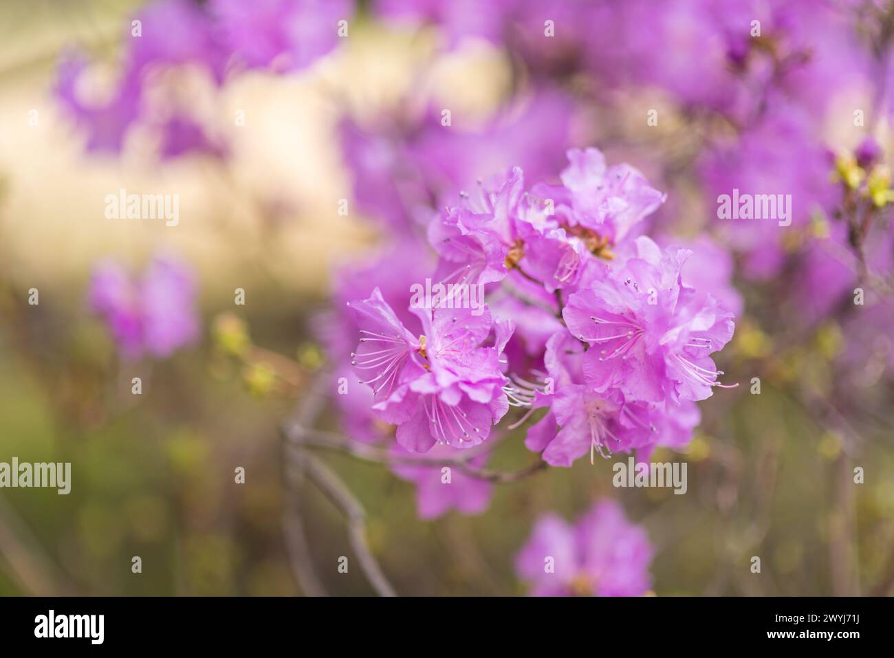 Rhododendron mucronulatum, Korean rhododendron rosebay Azalea shrub ...