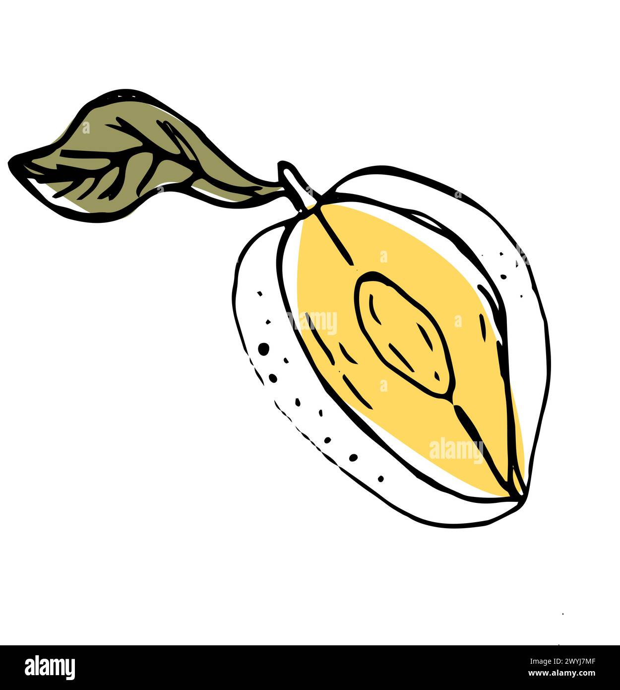 Hand drawn Mango fruit in sketch. Vector illustration of tropical fruit ...