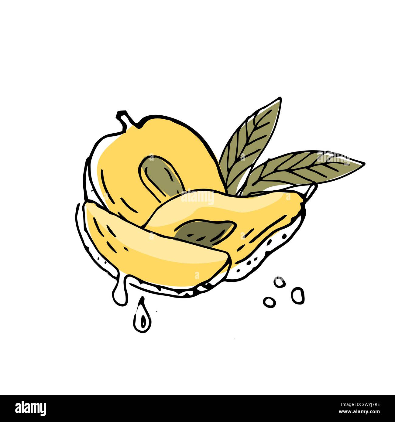 Mango sliced and half fruit ink sketch illustration. Vector ...