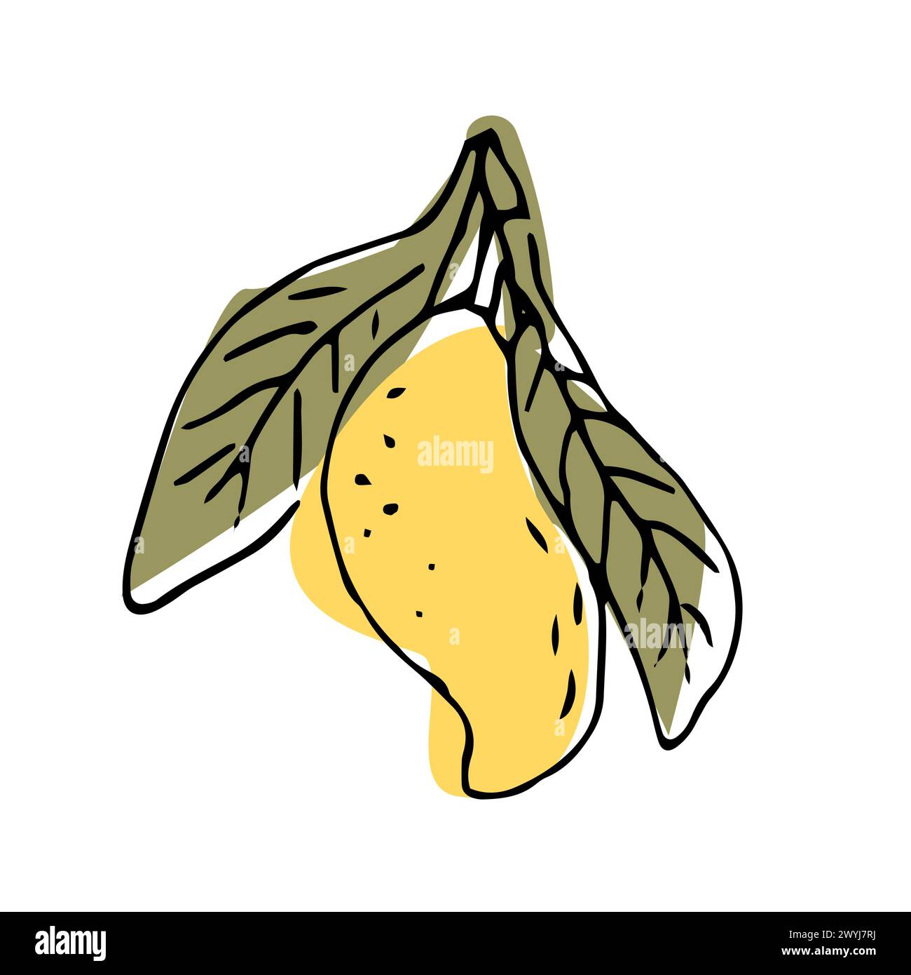 Hand drawn Mango fruit with leaves - ink sketch with color. Vector ...