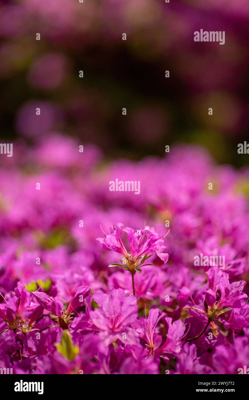 Rhododendron mucronulatum, Korean rhododendron rosebay Azalea shrub ...