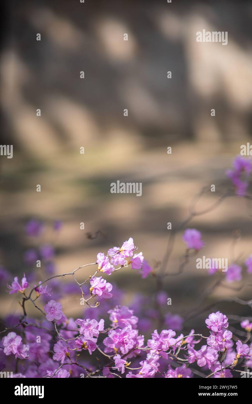 Rhododendron mucronulatum, Korean rhododendron rosebay Azalea shrub ...