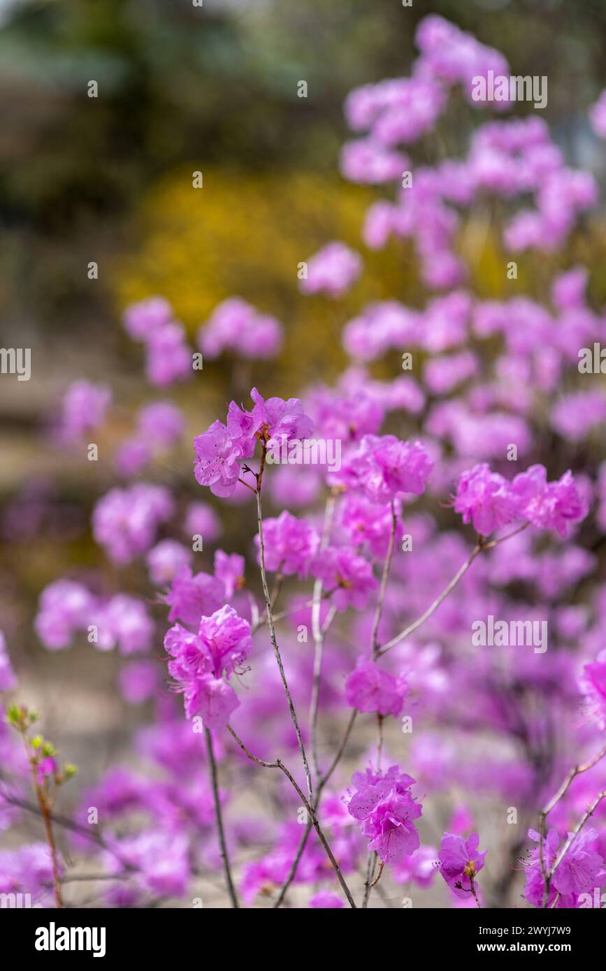 Rhododendron mucronulatum, Korean rhododendron rosebay Azalea shrub ...