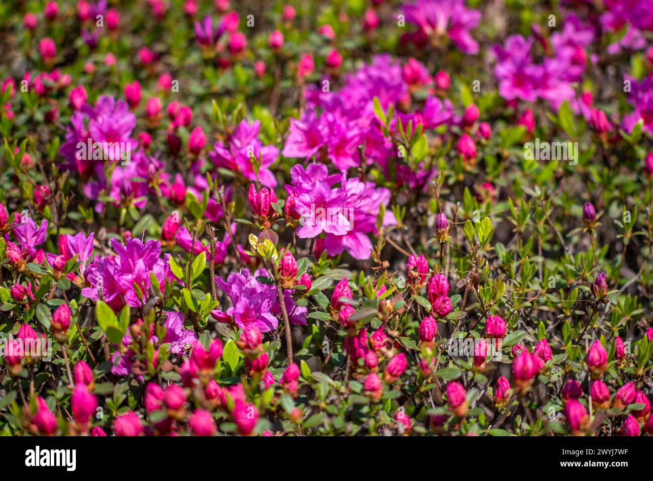 Rhododendron mucronulatum, Korean rhododendron rosebay Azalea shrub ...