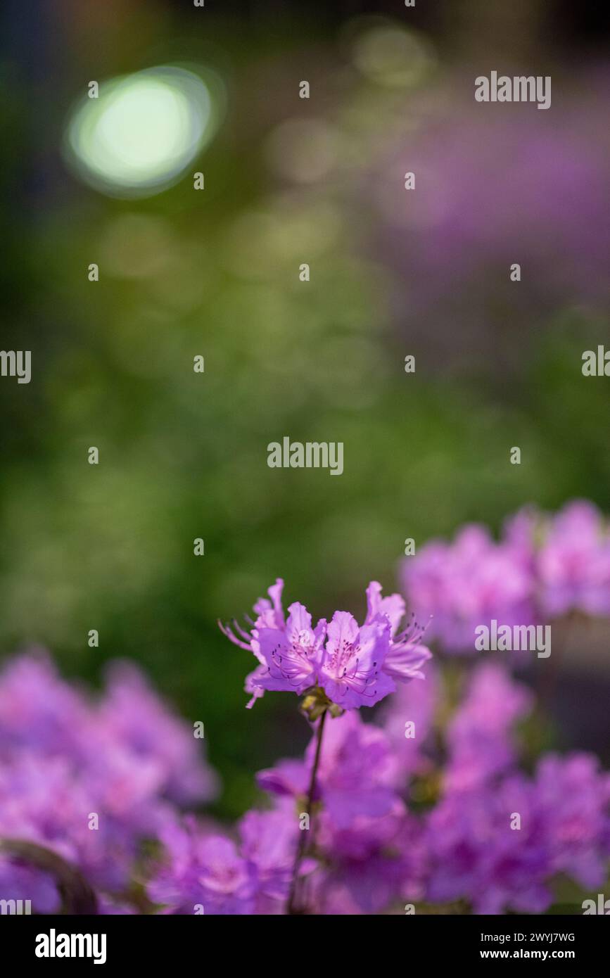 Rhododendron mucronulatum, Korean rhododendron rosebay Azalea shrub ...