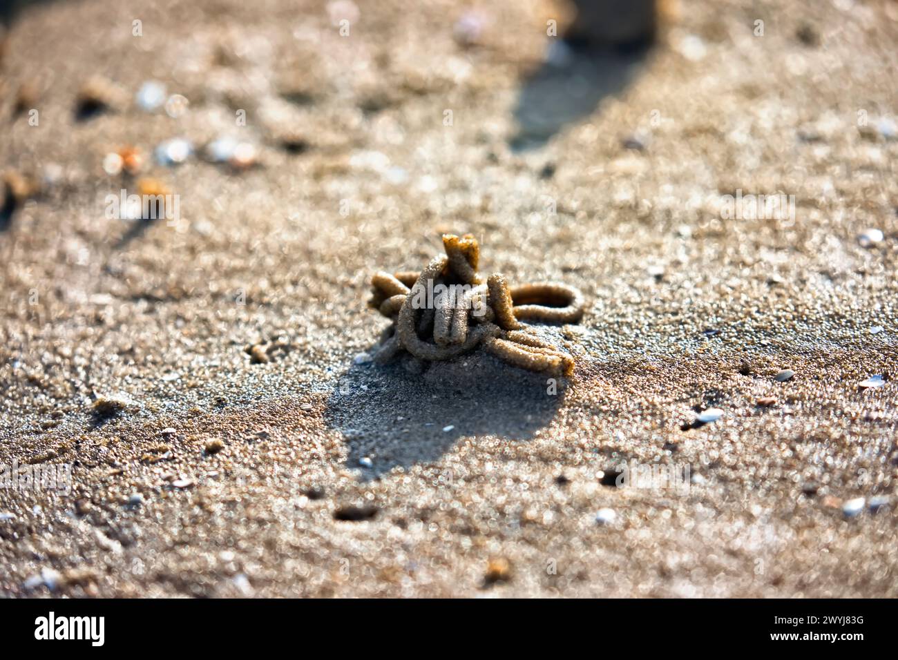Pile of lugworm feces hi-res stock photography and images - Alamy