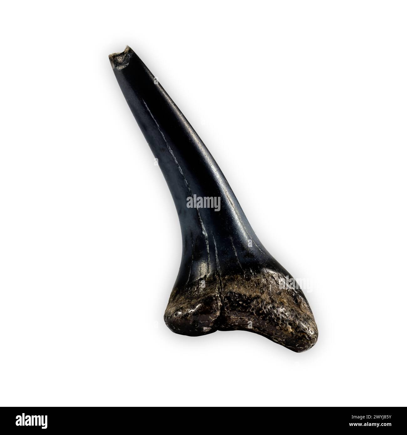 Indoor shot of an isolated shark tooth on a square white background ...