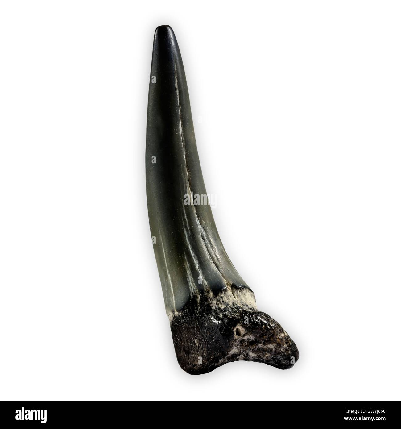 Indoor shot of an isolated shark tooth on a square white background ...