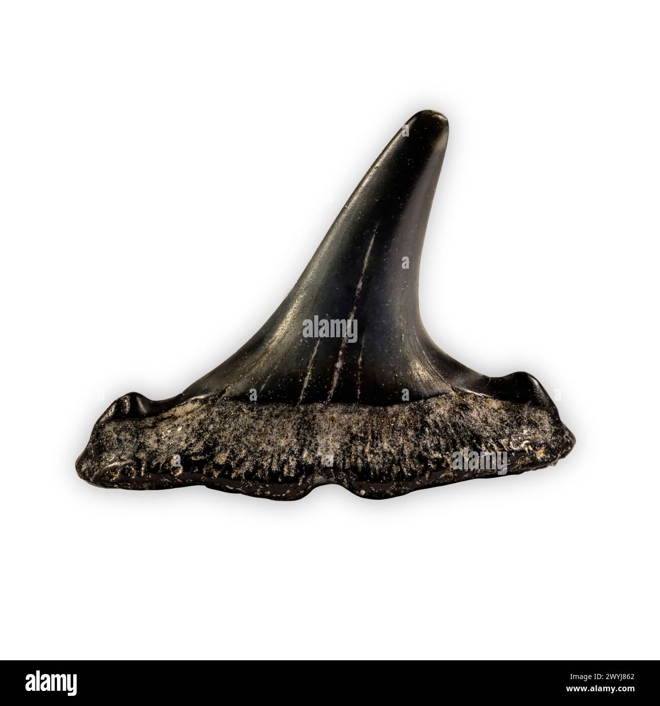 Indoor shot of an isolated shark tooth on a square white background ...