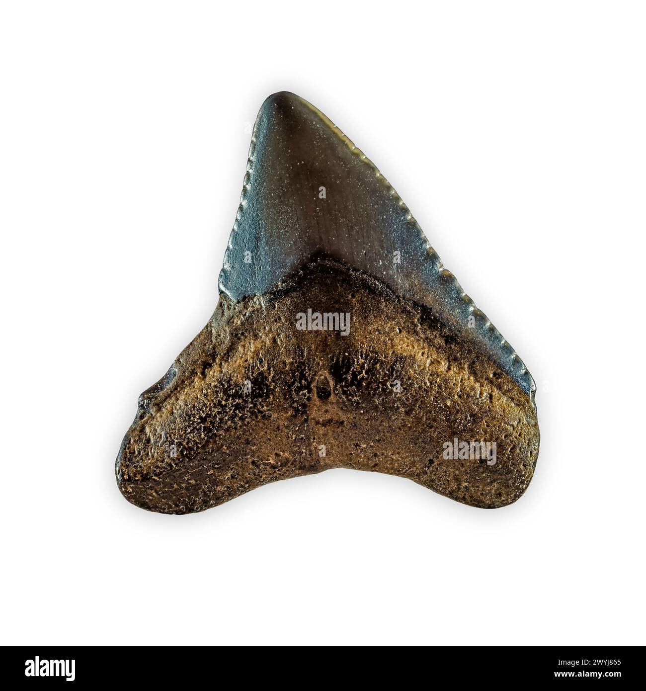 Indoor shot of an isolated shark tooth on a square white background ...