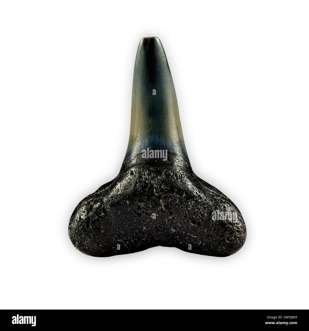 Indoor shot of an isolated shark tooth on a square white background ...