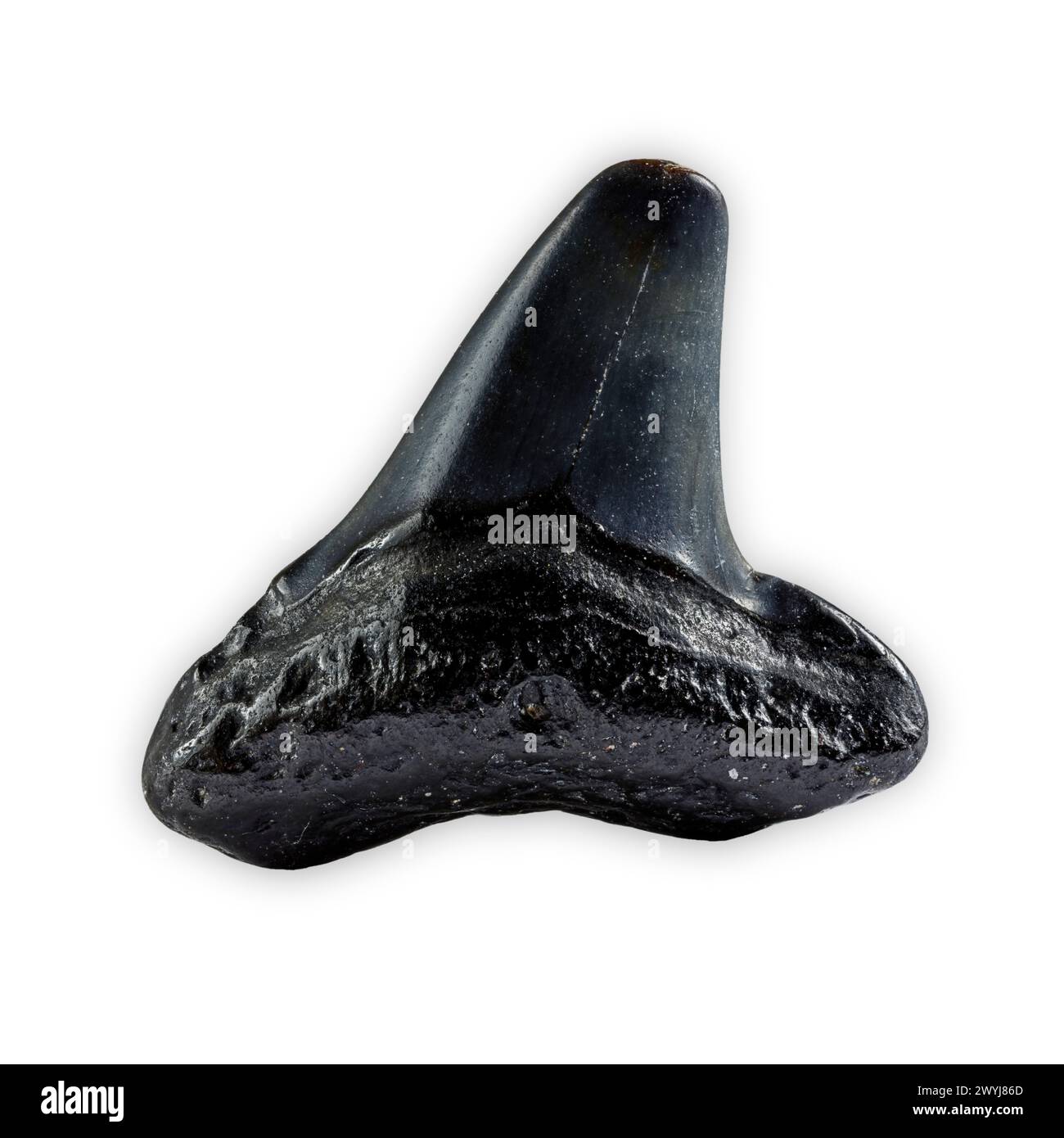 Indoor shot of an isolated shark tooth on a square white background ...