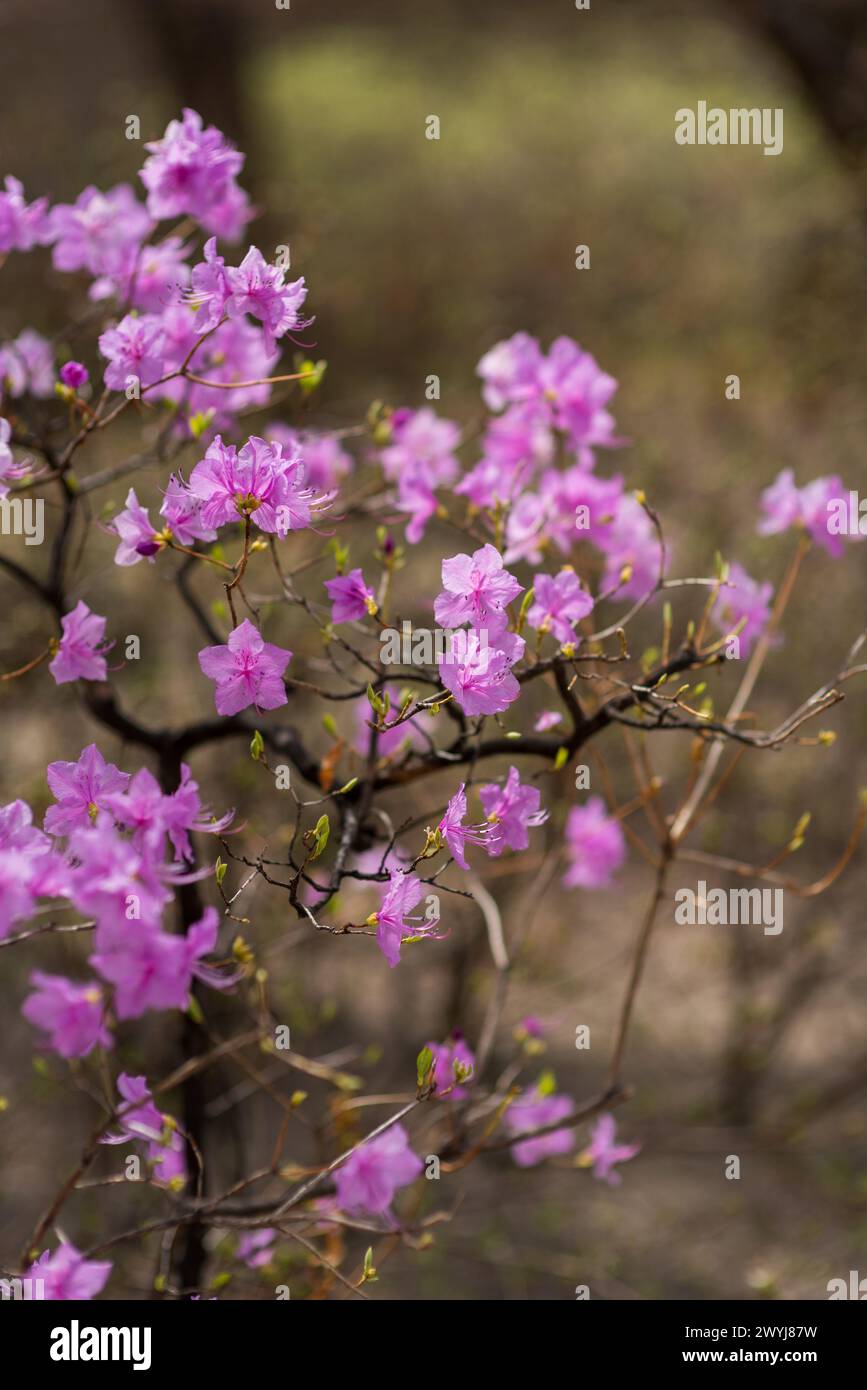 Rhododendron mucronulatum, Korean rhododendron rosebay Azalea shrub ...