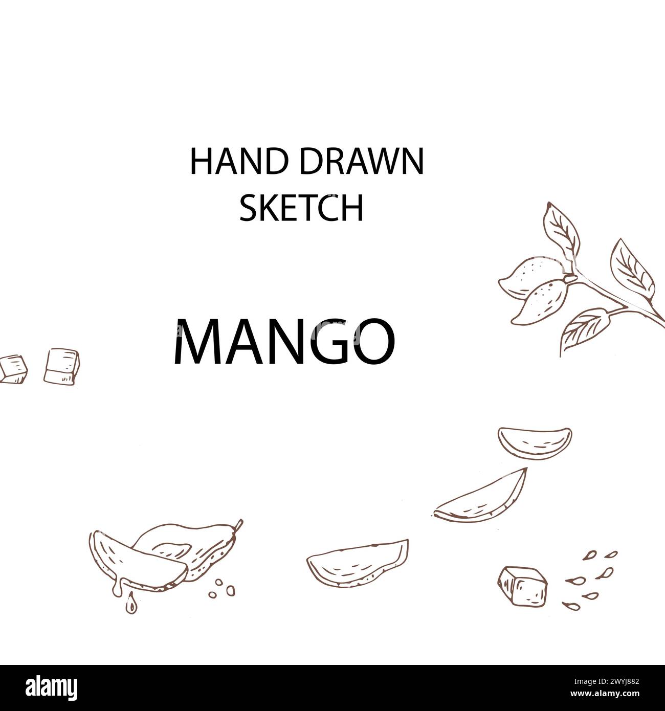 Hand drawn Mango fruit in sketch banner outline. Vector illustration of ...