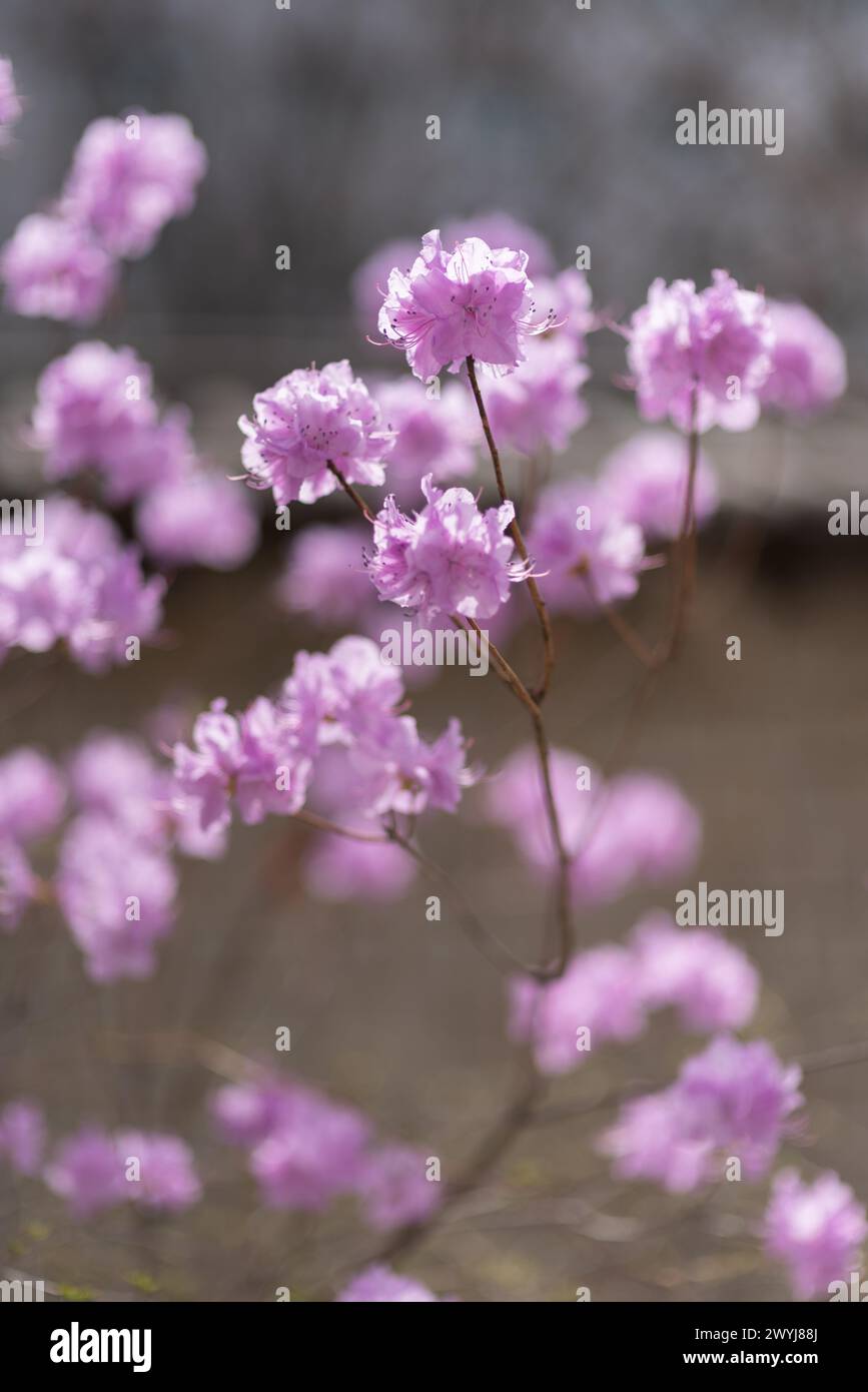 Rhododendron mucronulatum, Korean rhododendron rosebay Azalea shrub ...