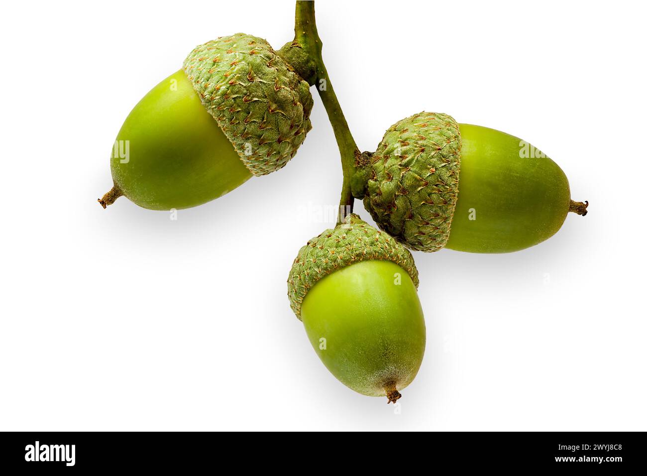 Isolated photo of three green acorns on a rectangular white background ...