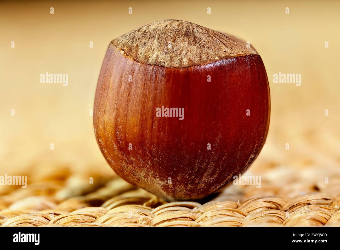 A single hazelnut on a caramel-colored straw mat Stock Photo - Alamy
