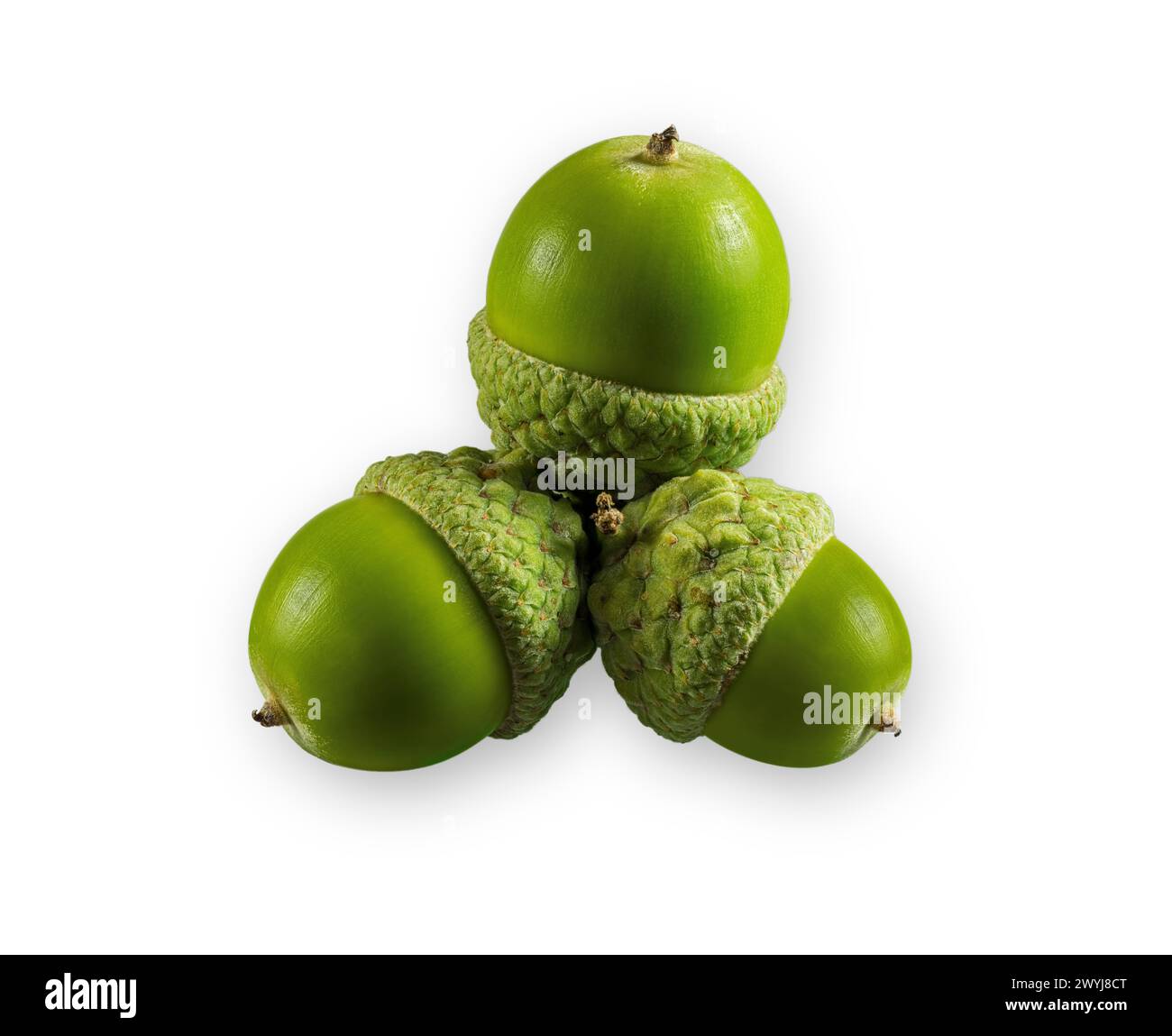 Isolated photo of three green acorns on a rectangular white background ...