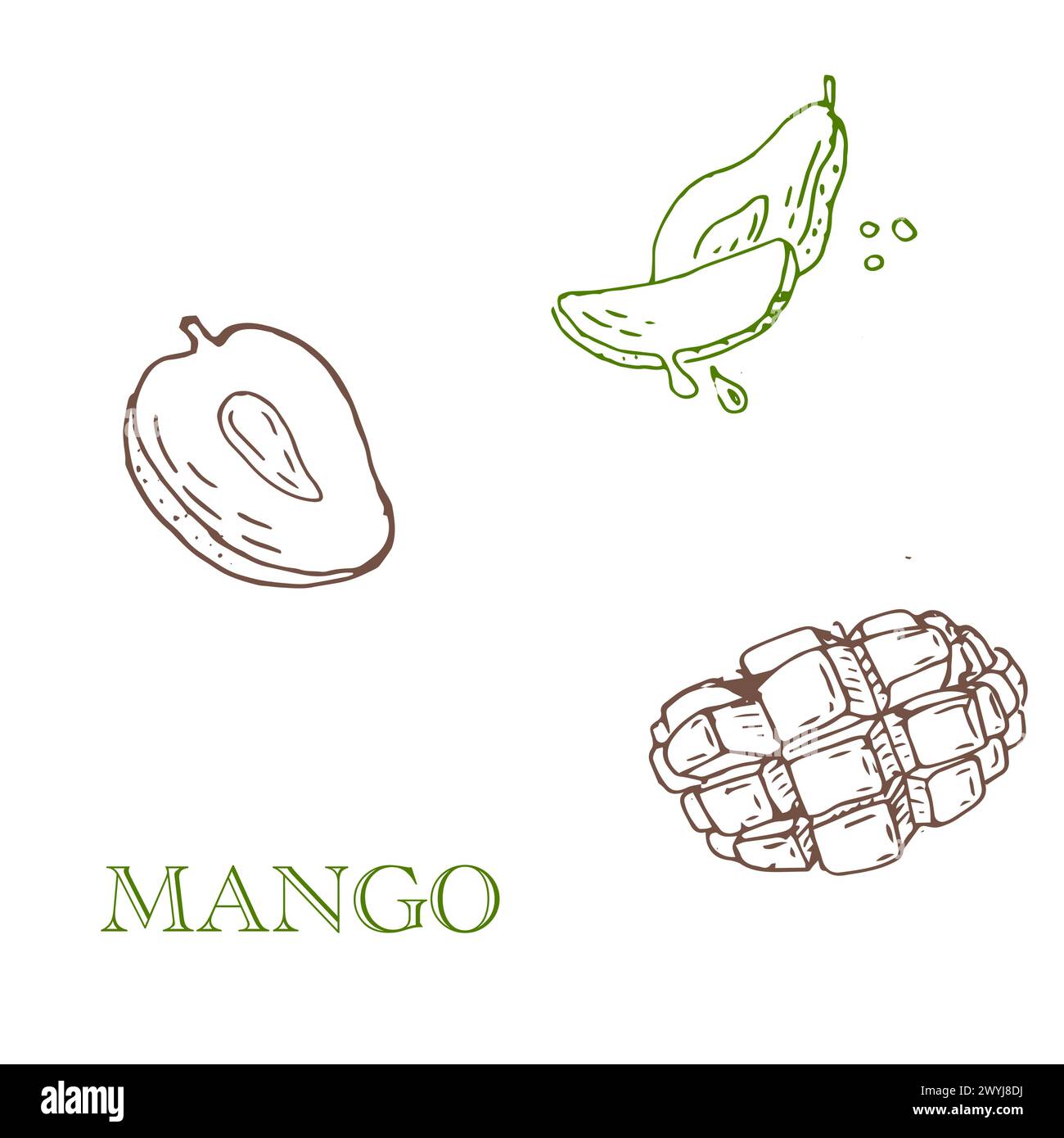 Hand drawn Mango fruit outline banner. Vector illustration of tropical ...