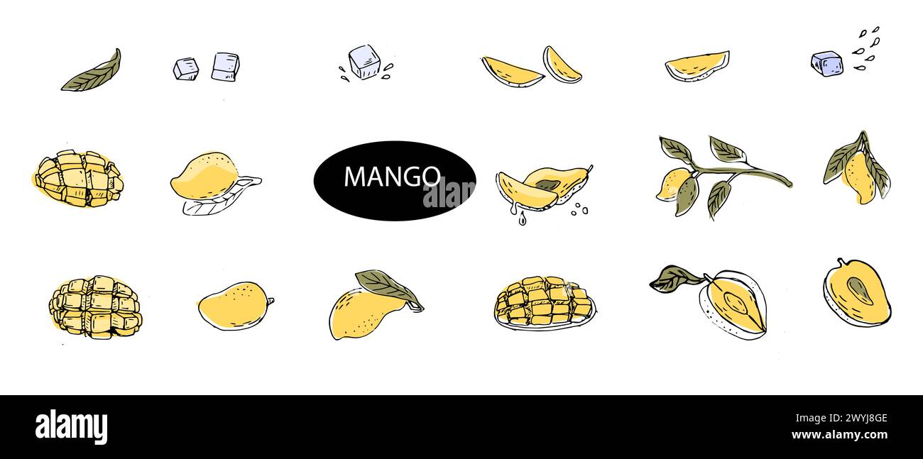 Big set of Hand drawn Mango fruit in sketch. Vector illustration of ...