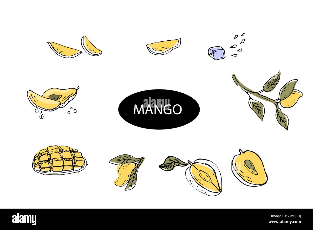 Hand drawn Mango fruit in sketch art - vector set with ice. Vector ...