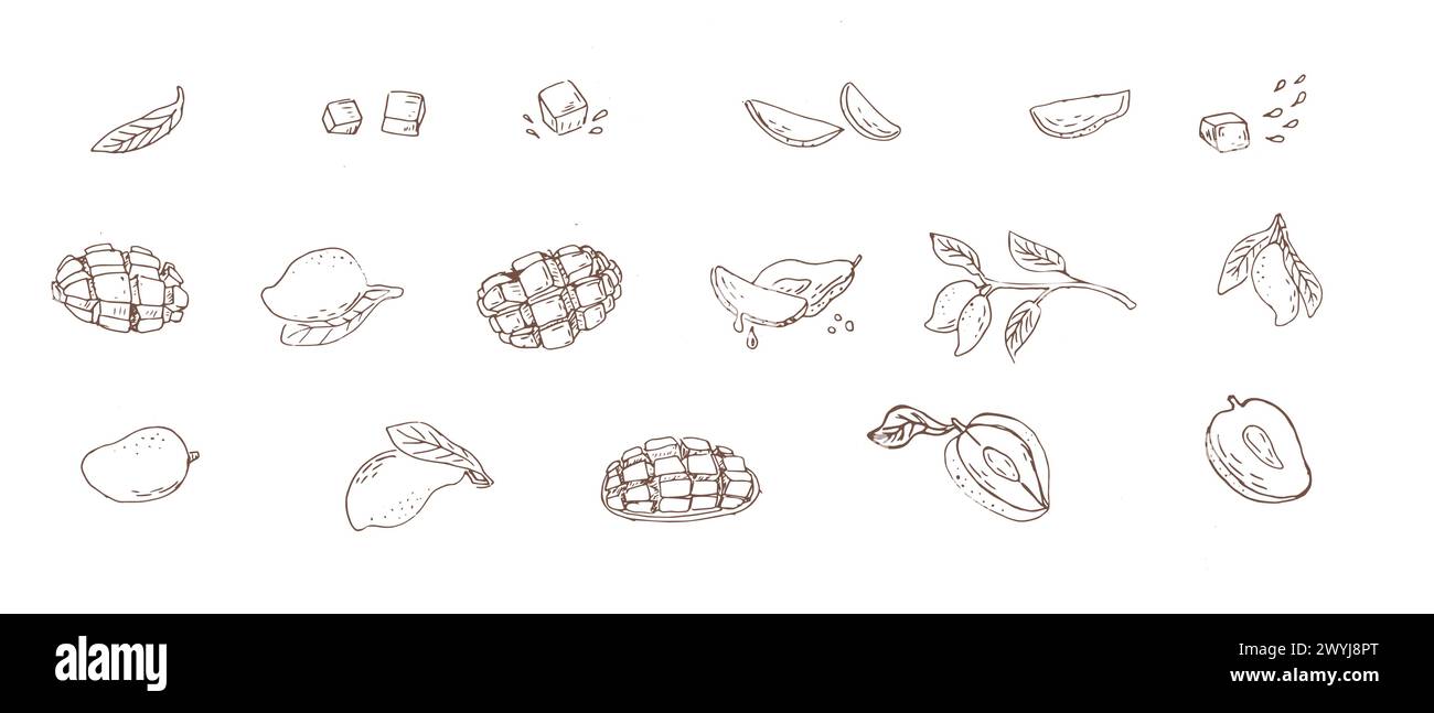 Big outline set of Hand drawn Mango fruit in sketch art illustration ...
