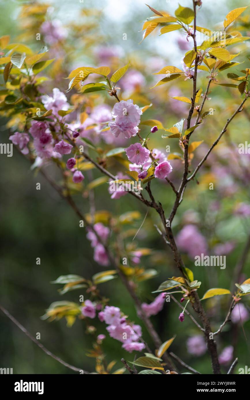 Rhododendron mucronulatum, Korean rhododendron rosebay Azalea shrub ...