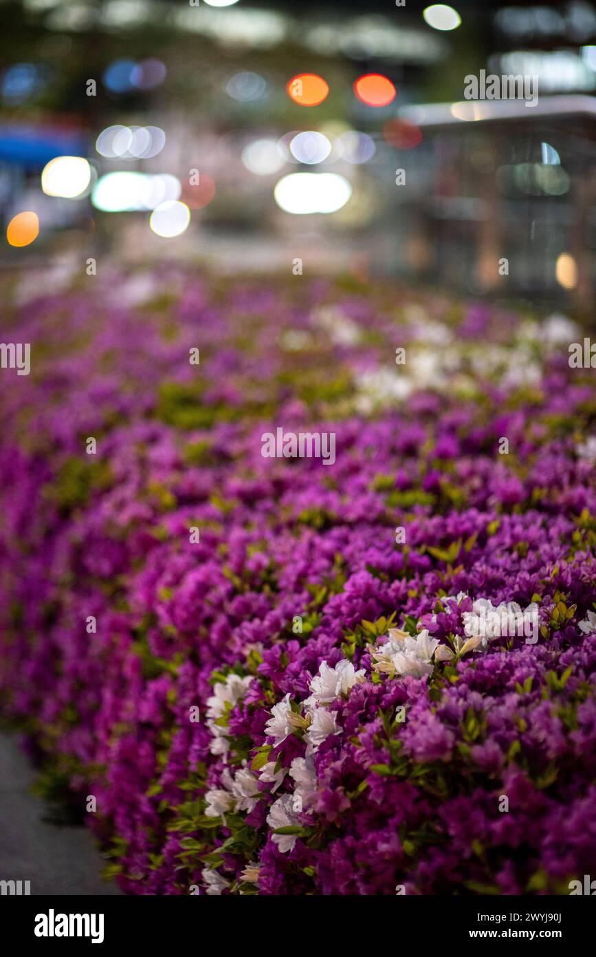 Rhododendron mucronulatum, Korean rhododendron rosebay Azalea shrub ...
