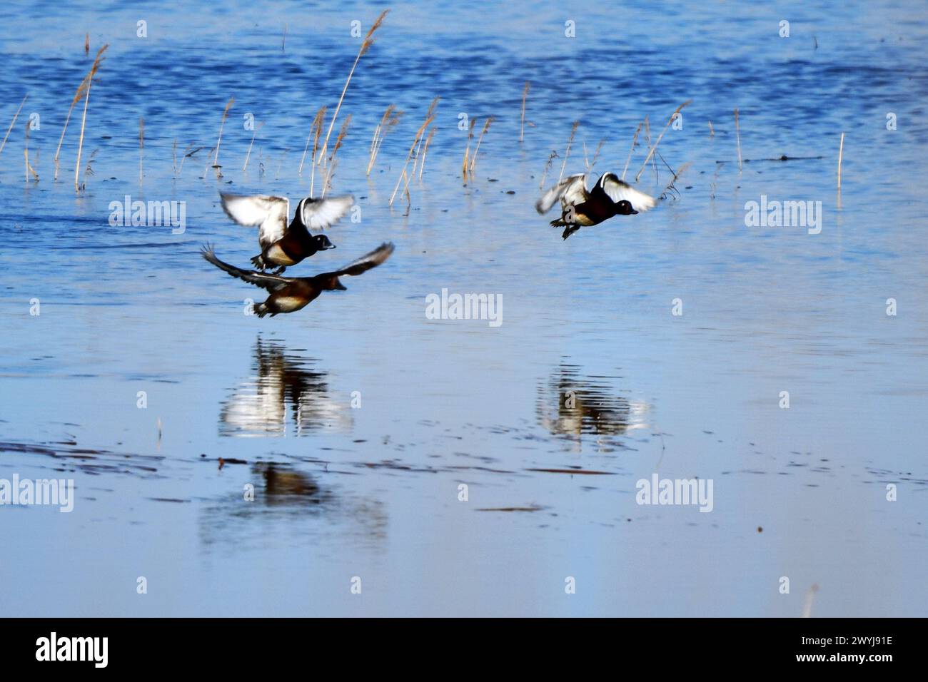 Hohhot. 30th Mar, 2024. This photo taken on March 30, 2024 shows Baer's ...