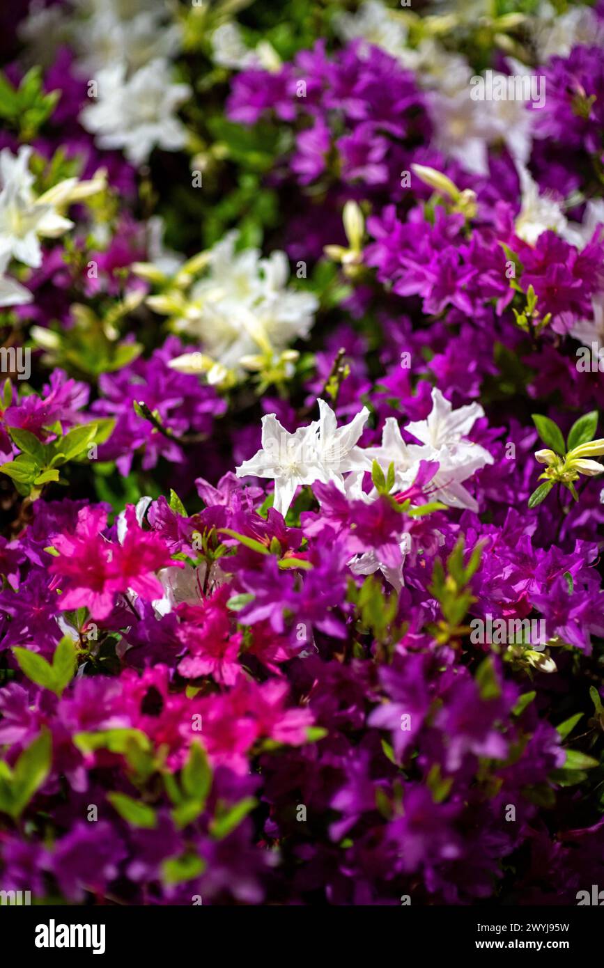 Rhododendron mucronulatum, Korean rhododendron rosebay Azalea shrub ...