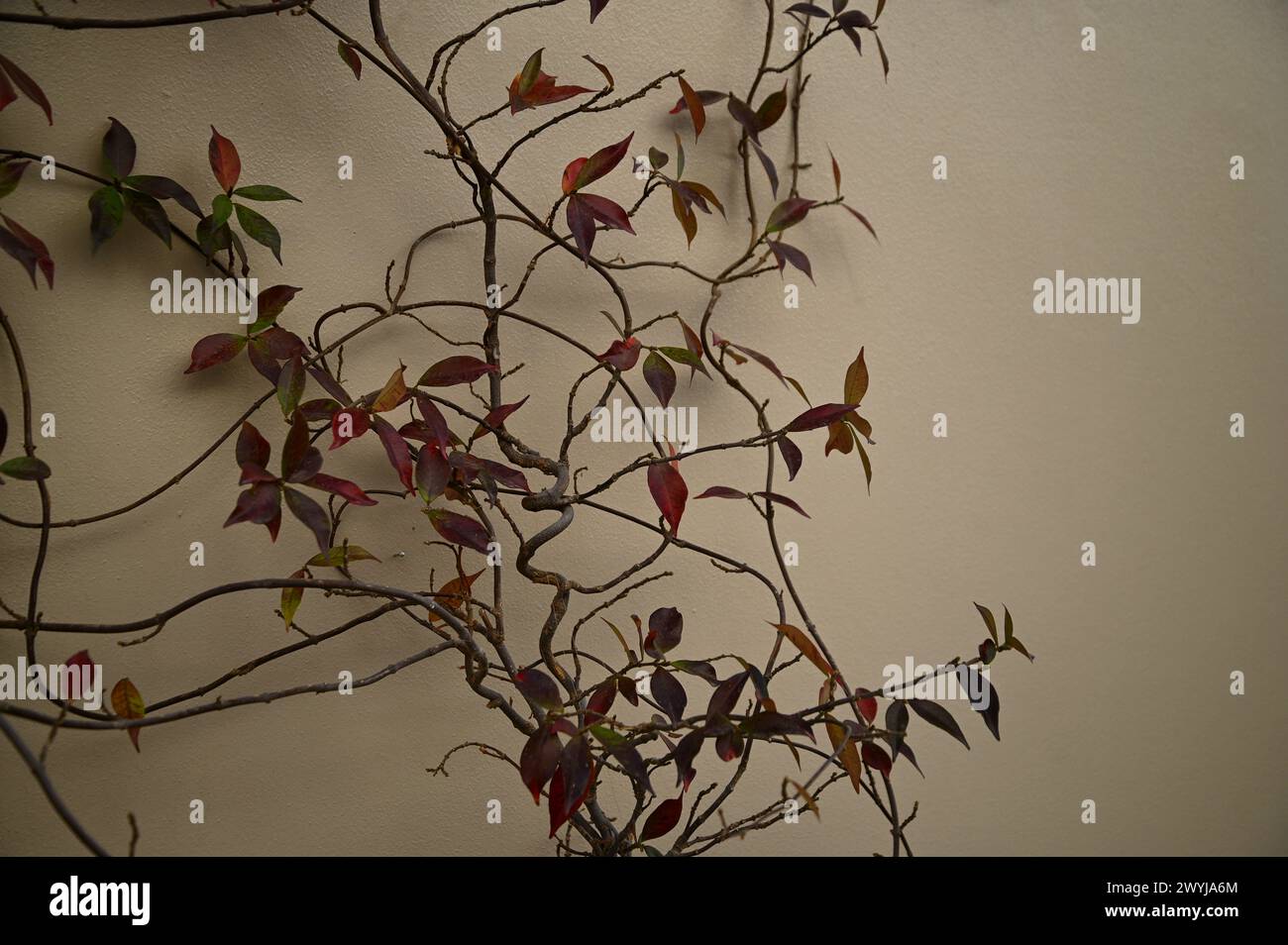 Common ivy climbing plant on an ochre stucco wall in Kalamata ...