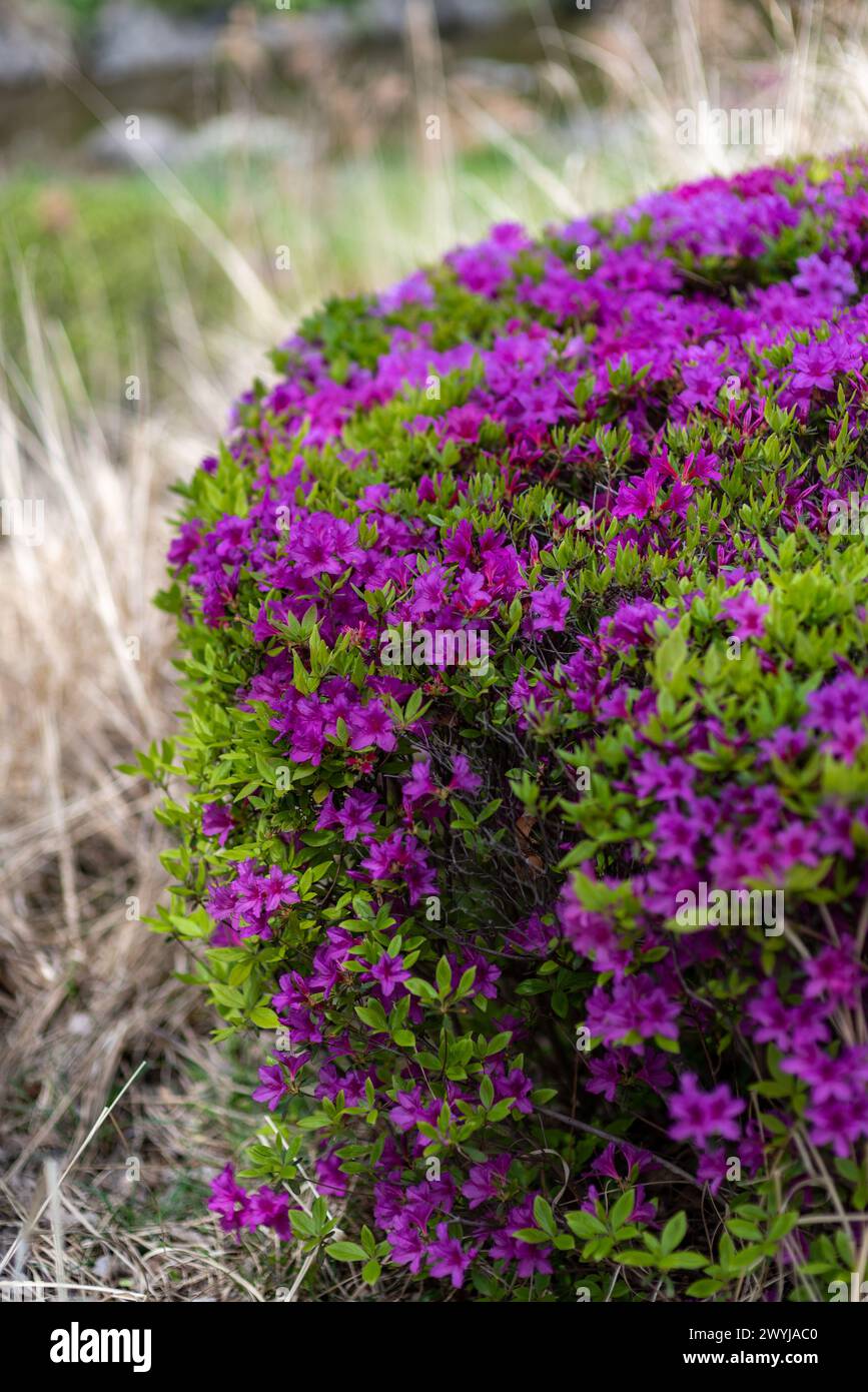 Rhododendron mucronulatum, Korean rhododendron rosebay Azalea shrub ...