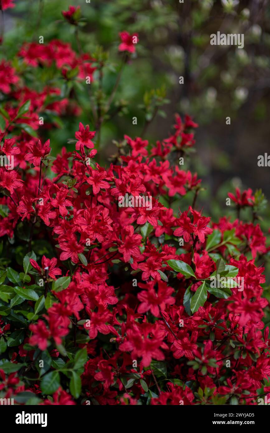 Rhododendron mucronulatum, Korean rhododendron rosebay Azalea shrub ...