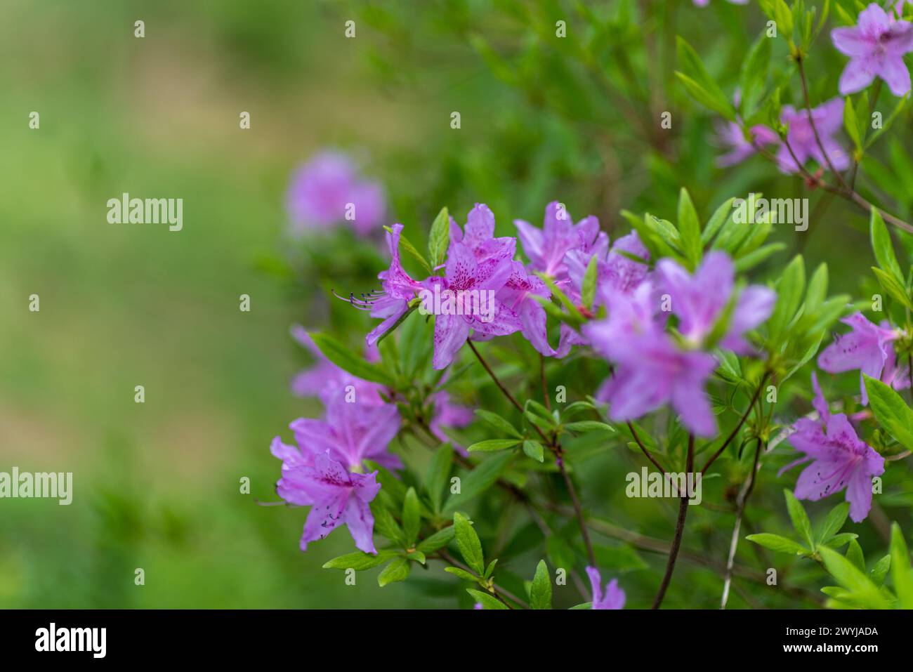 Rhododendron mucronulatum, Korean rhododendron rosebay Azalea shrub ...