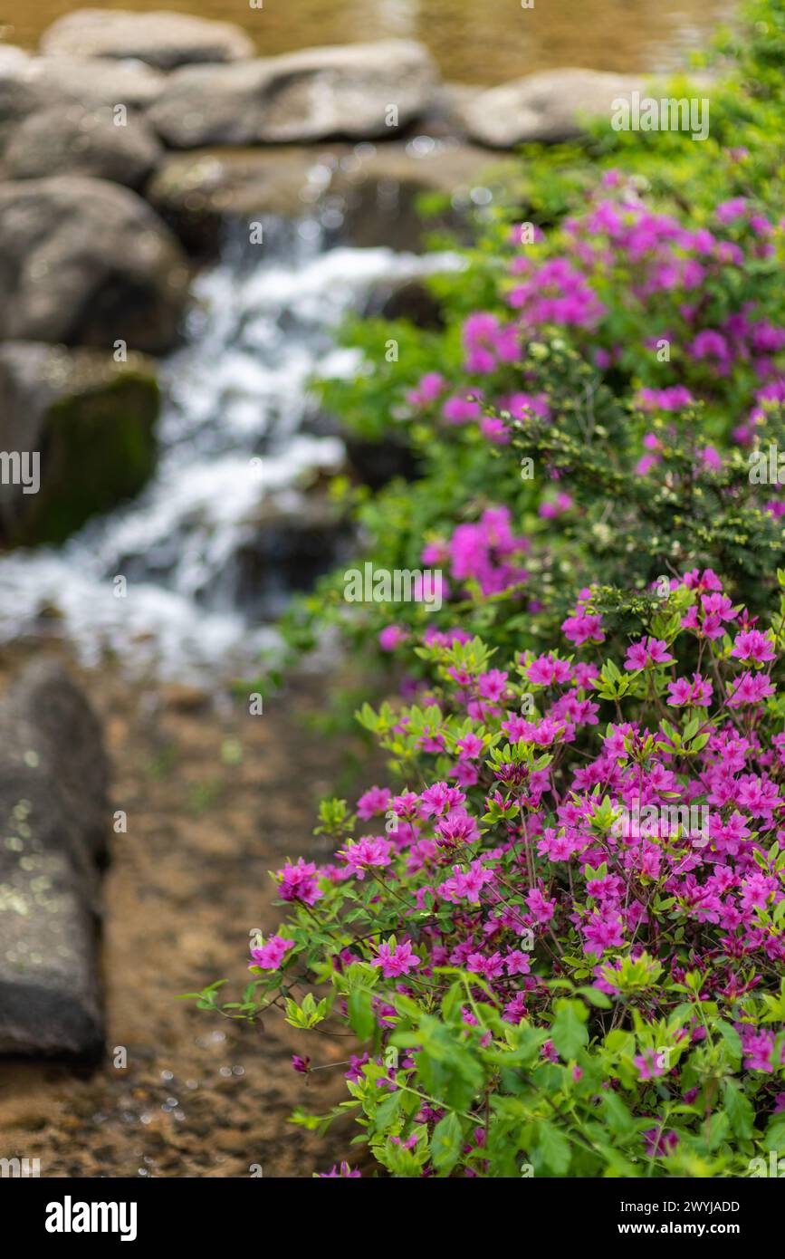 Rhododendron mucronulatum, Korean rhododendron rosebay Azalea shrub ...