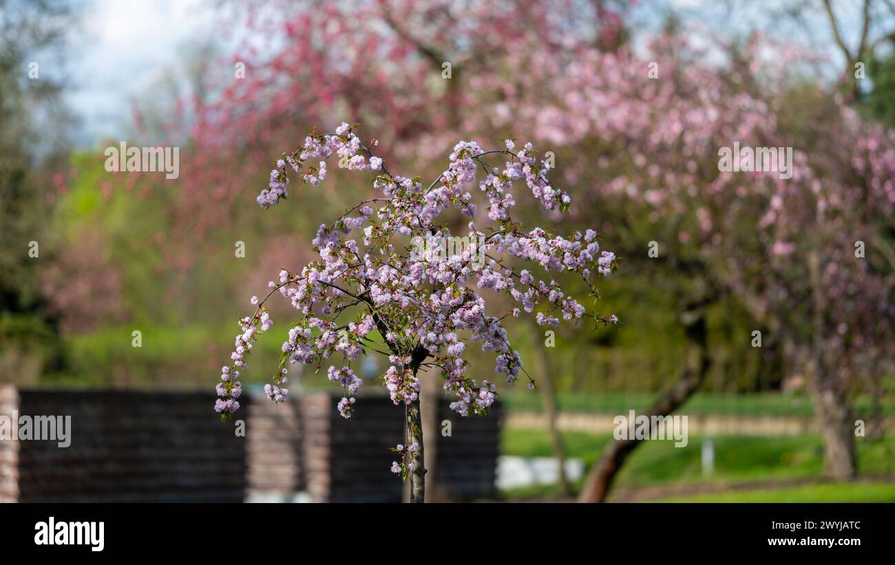 Japanese cherry (Prunus Serrulata) in bloosom. Spectacular, pink, fine ...