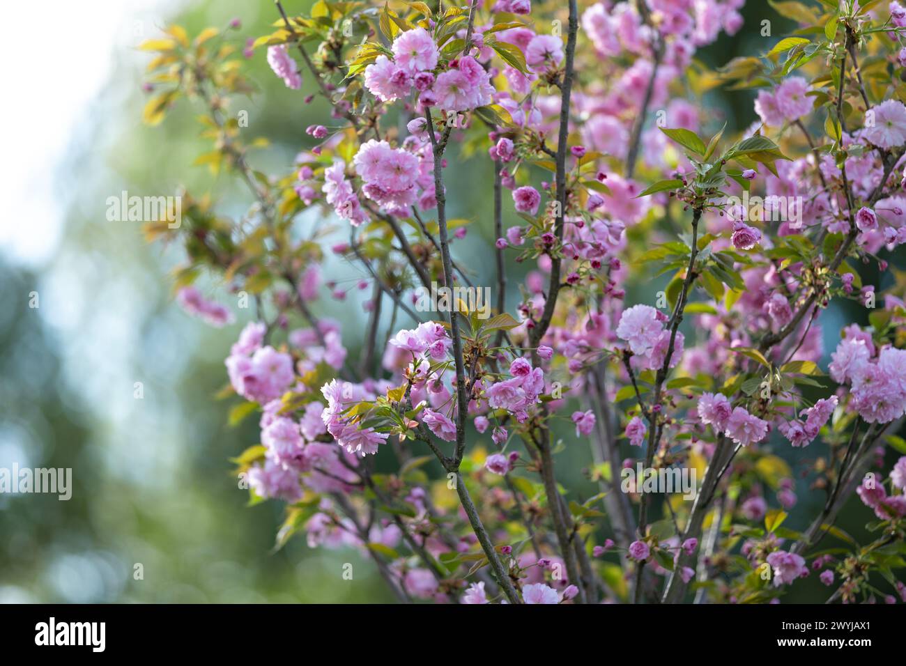 Japanese cherry (Prunus Serrulata) in bloosom. Spectacular, pink, fine ...