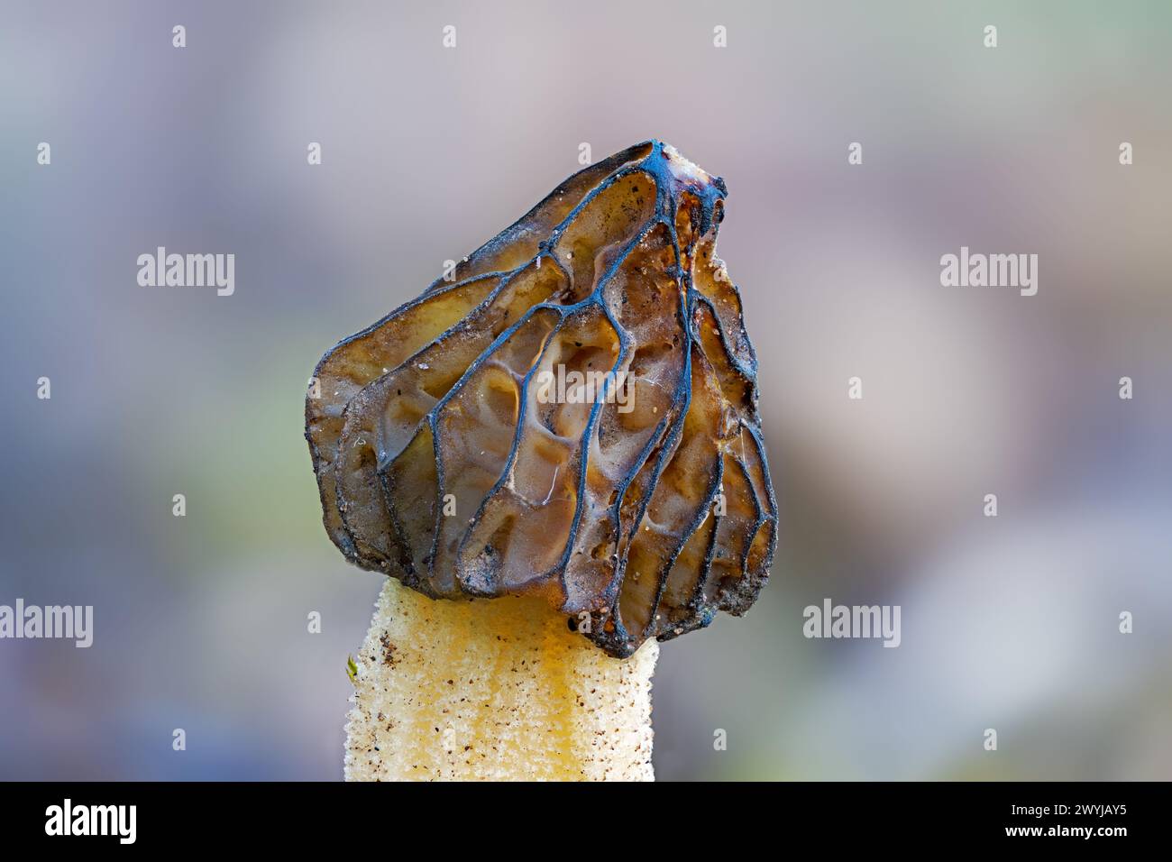 The Morel mushroom (Morchella semilibera) growing in the forest Stock ...
