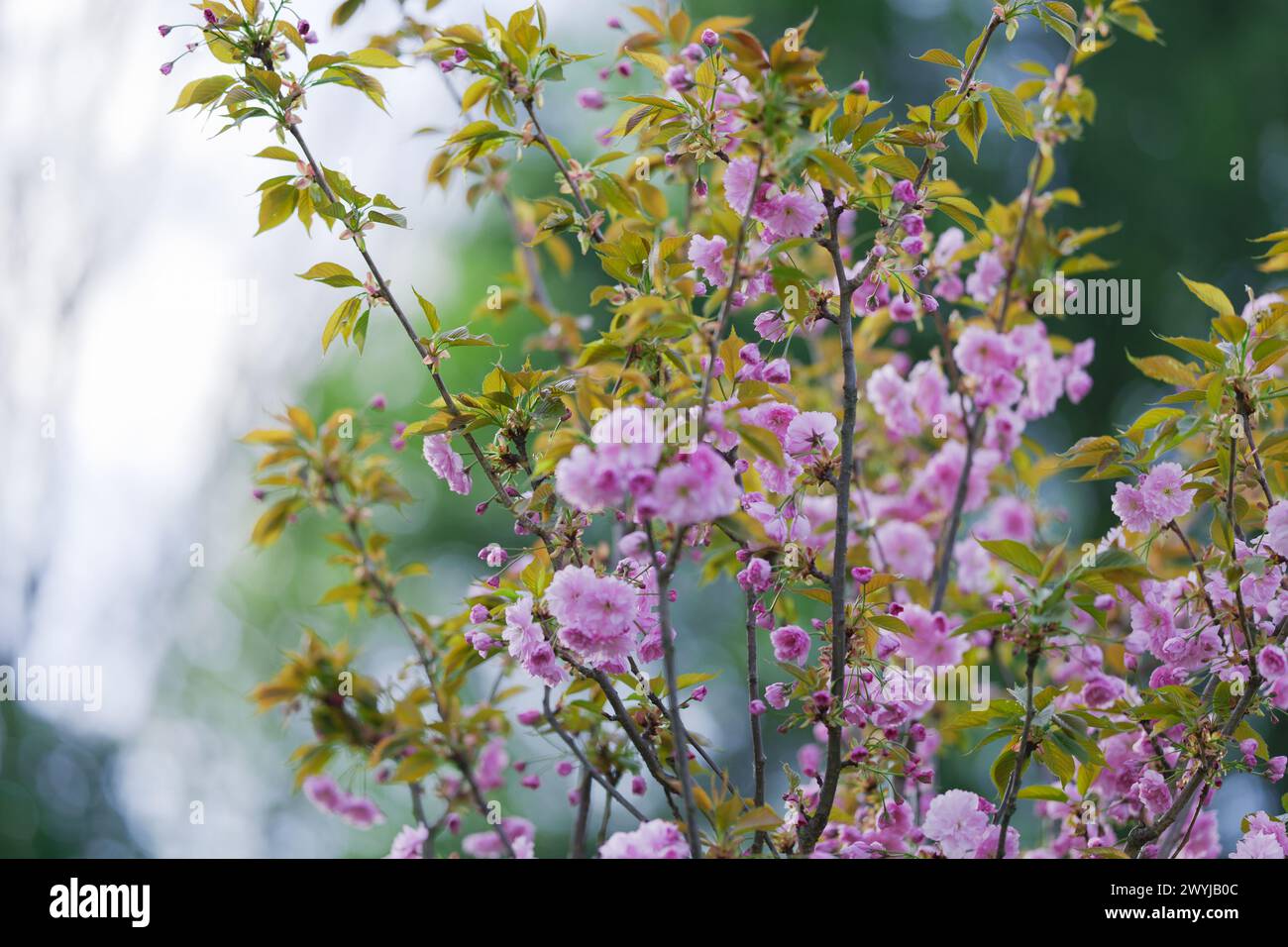 Japanese cherry (Prunus Serrulata) in bloosom. Spectacular, pink, fine ...