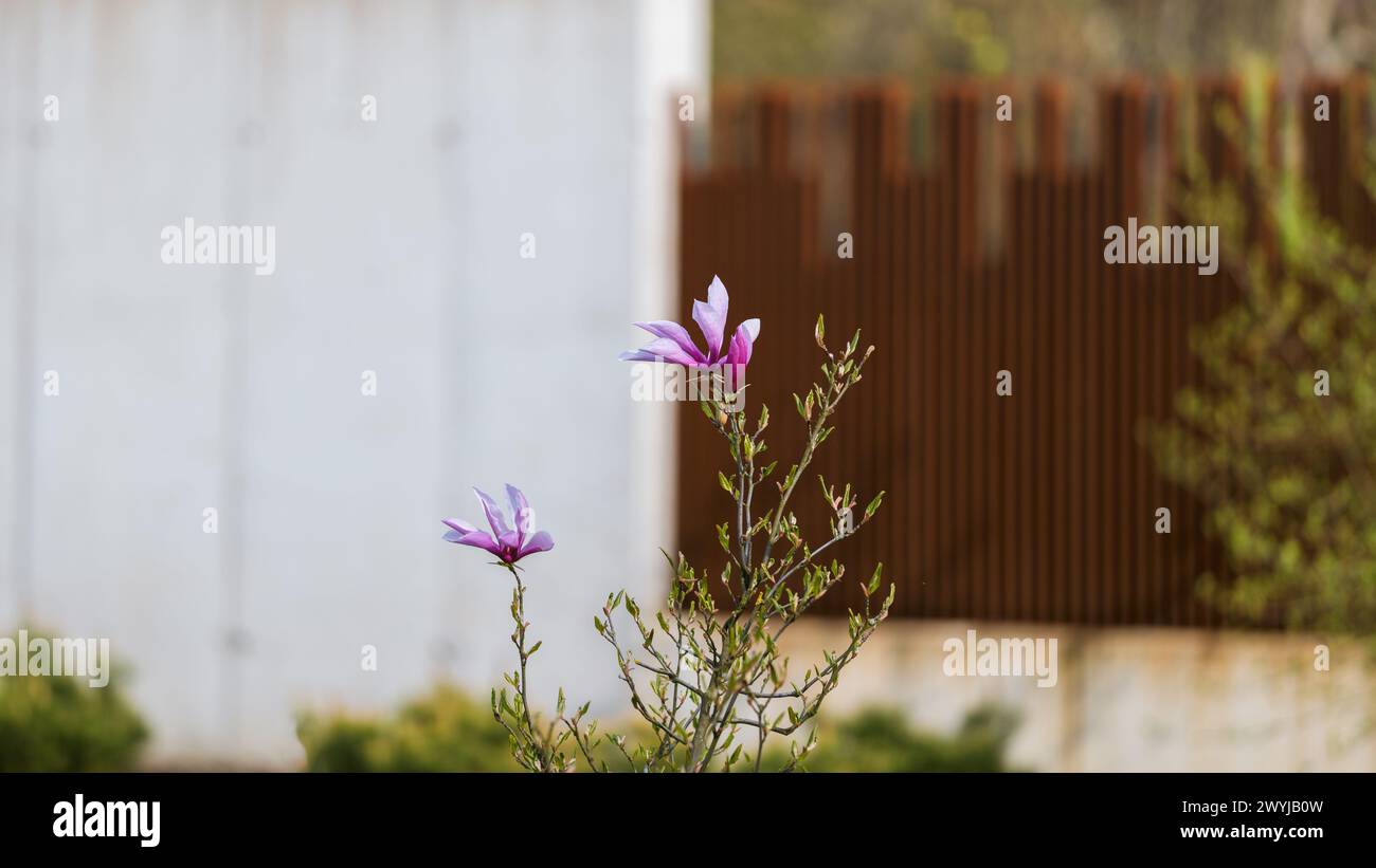 Single, pink inflorescence of magnolia tree. Lots of buds on the ...