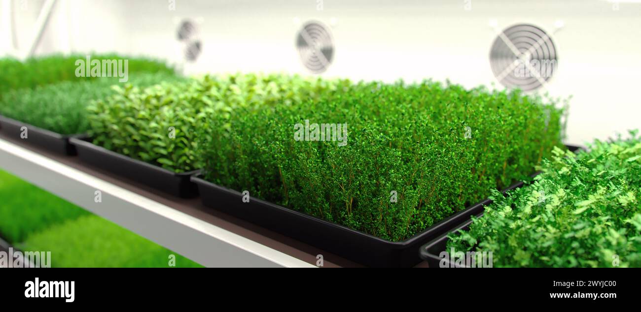 Hydroponic agriculture. Indoor microgreens vertical farm. Spice, salad ...