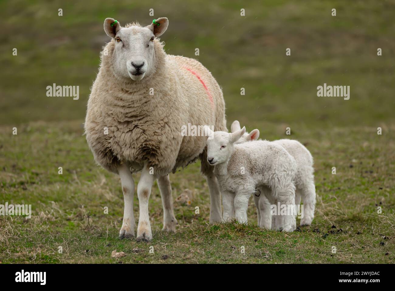 Mother sheep with her two newborn lambs in cold, rainy Spring weather ...