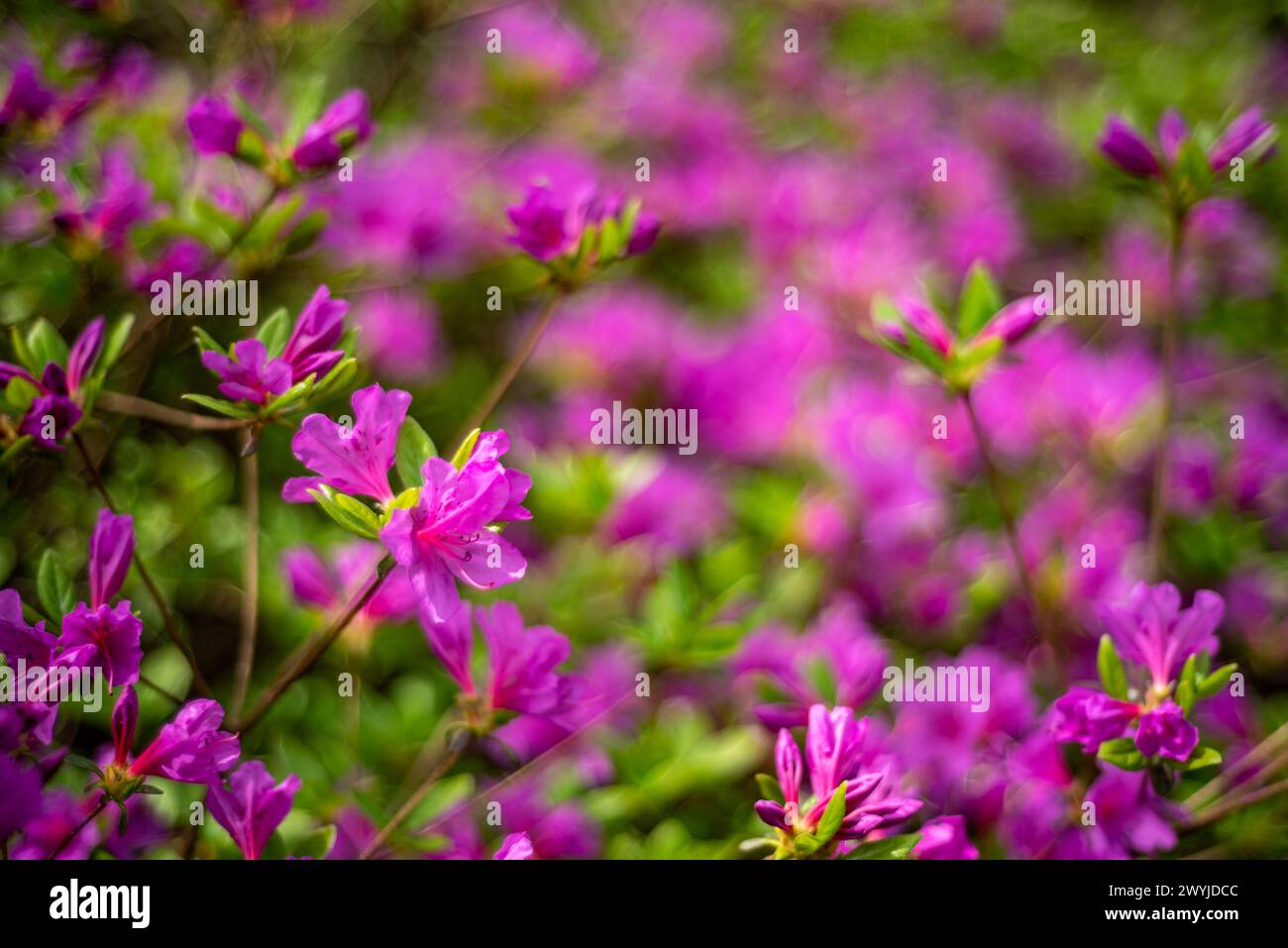 Rhododendron mucronulatum, Korean rhododendron rosebay Azalea shrub ...