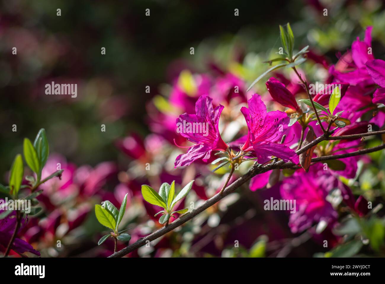Rhododendron mucronulatum, Korean rhododendron rosebay Azalea shrub ...