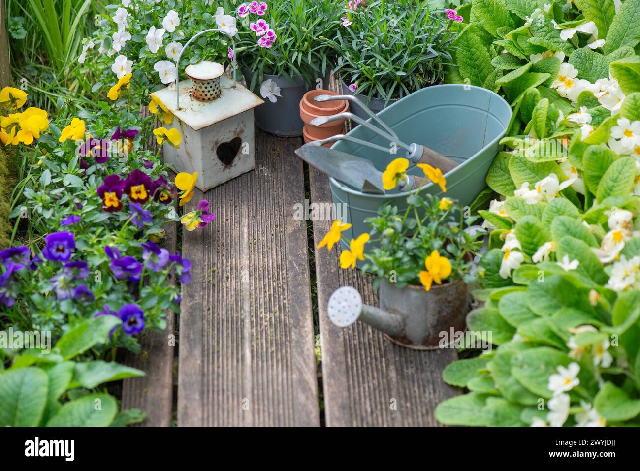 pretty colorful flowers blooming and arranged on part of wooden terrace ...