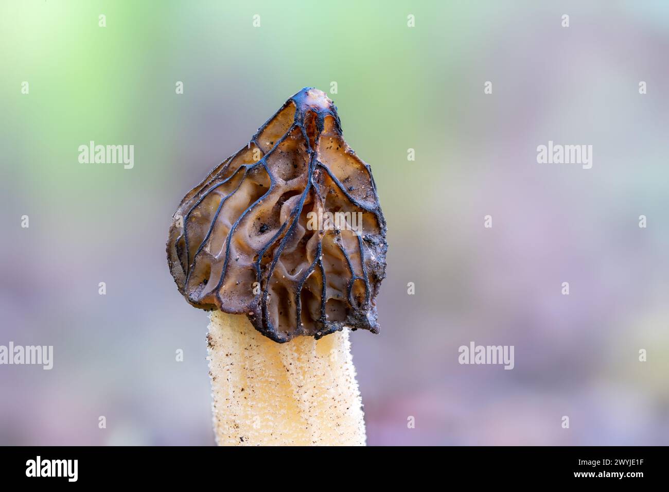 The Morel mushroom Morchella semilibera growing in the forest Stock ...