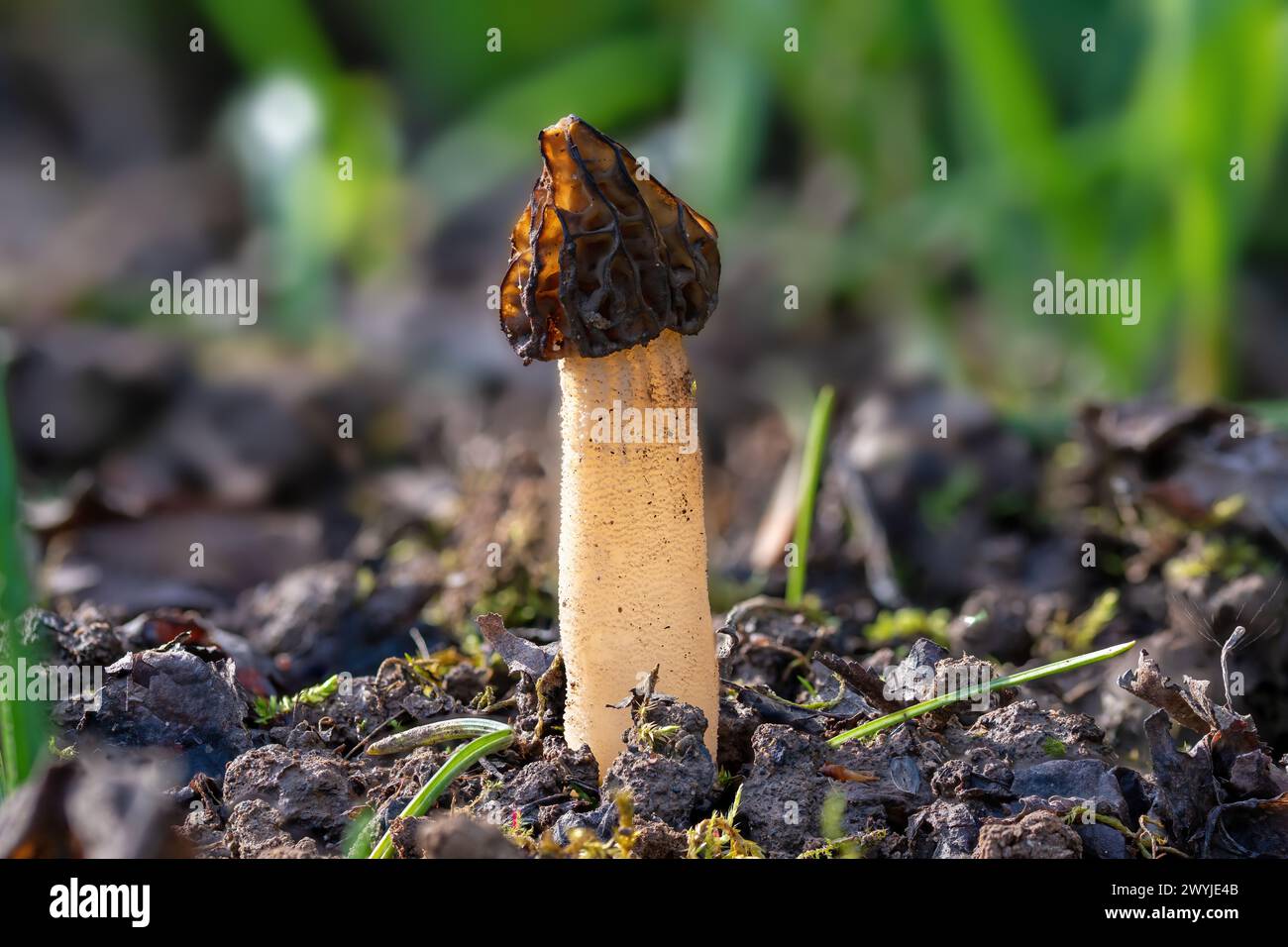 The Morel mushroom Morchella semilibera growing in the forest Stock ...